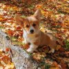 Иконка канала Чярина🐕
