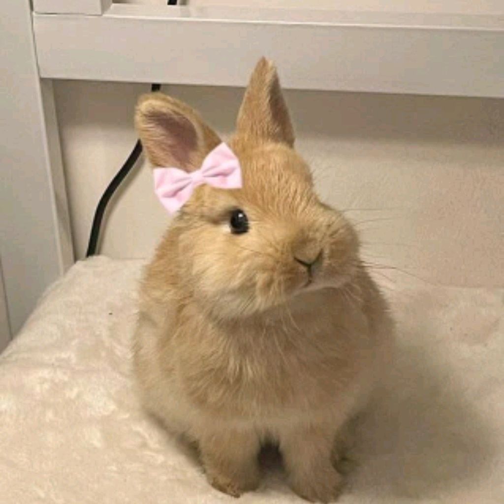 Иконка канала 💛🐇Девушка Стажёра 🐇💛{(лега)}❤️няша💛 ☑️