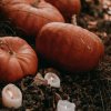 Иконка канала Sweet Pumpkin 🎃