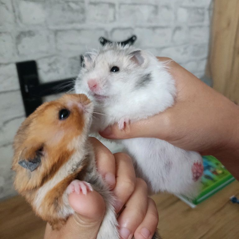Иконка канала 🐹 Hamster House 🐹
