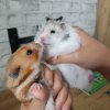 Иконка канала 🐹 Hamster House 🐹