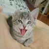 Иконка канала Тисса на связи