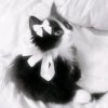 Иконка канала /^.^\