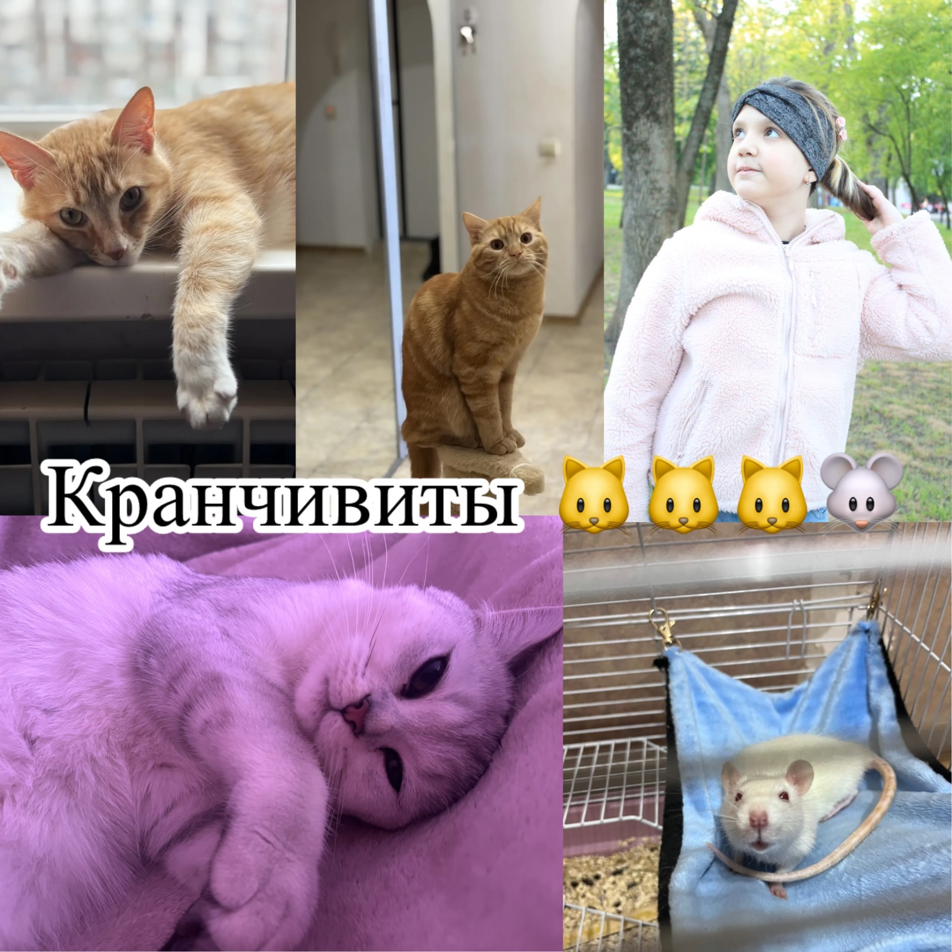 Иконка канала Кранчивиты 🐱🐱🐱🐭