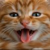 Иконка канала Ogocat