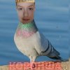 Иконка канала Голубь 32