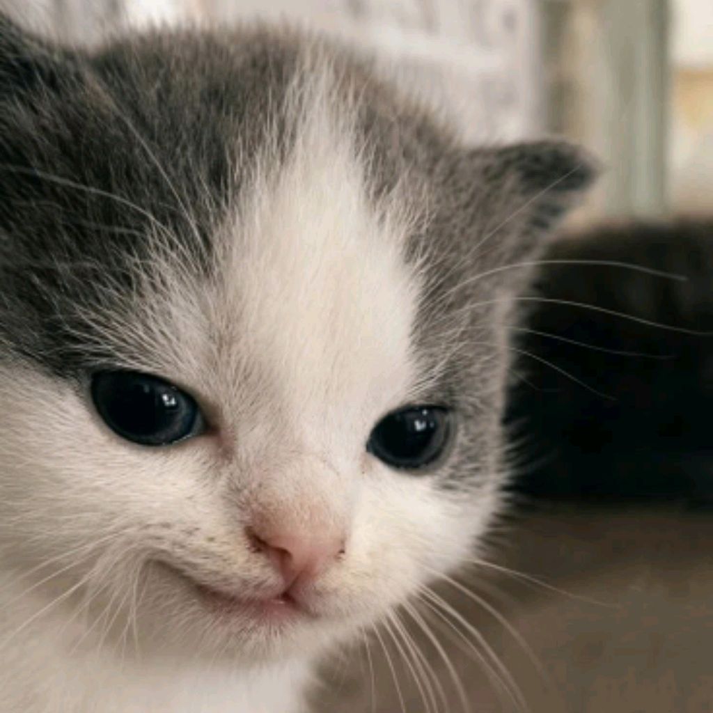 Иконка канала Cat hehe
