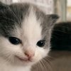 Иконка канала Cat hehe
