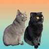 Иконка канала КотоБлог