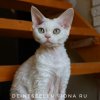 Иконка канала Deineseelen Cattery