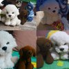 Иконка канала 🐶Pet_Vani🐶
