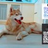 Иконка канала channel75943415