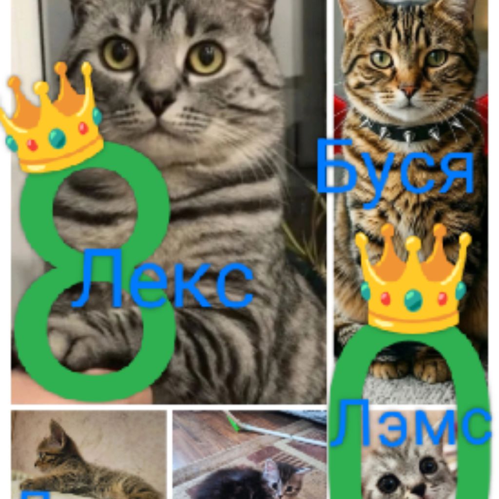 Иконка канала Ультра cats 😼 °f|ci@|✔️