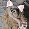 Иконка канала 🐾Типа Пдб🐾