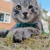 Иконка канала ★Томми♪
