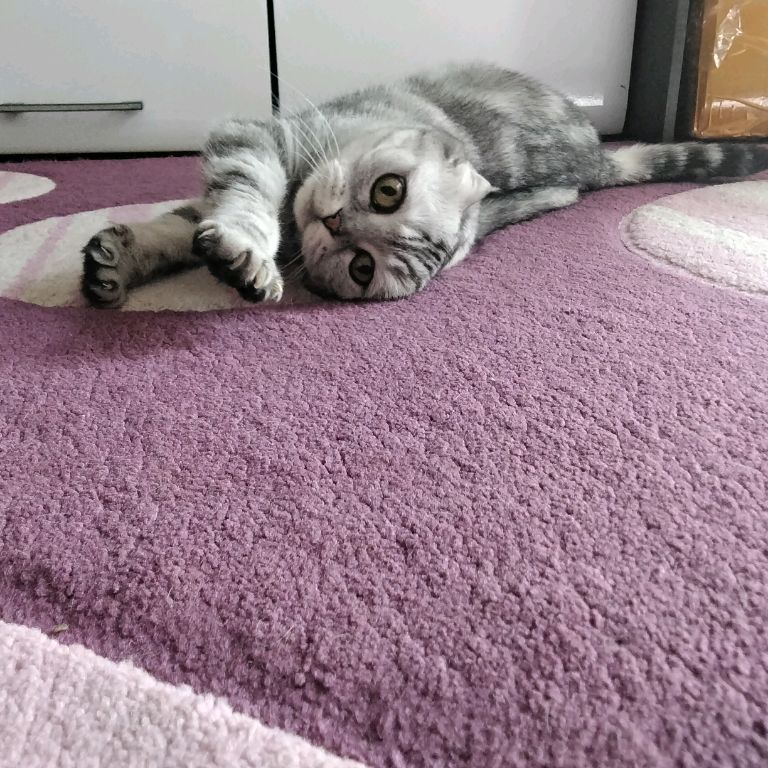 Иконка канала Басюня Колбасюня 🍪🍩🎀🍂