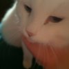 Иконка канала Крутой Коте