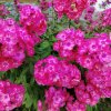 Иконка канала ГАЛИНА -ЛАЙФ-ПРИРОДА