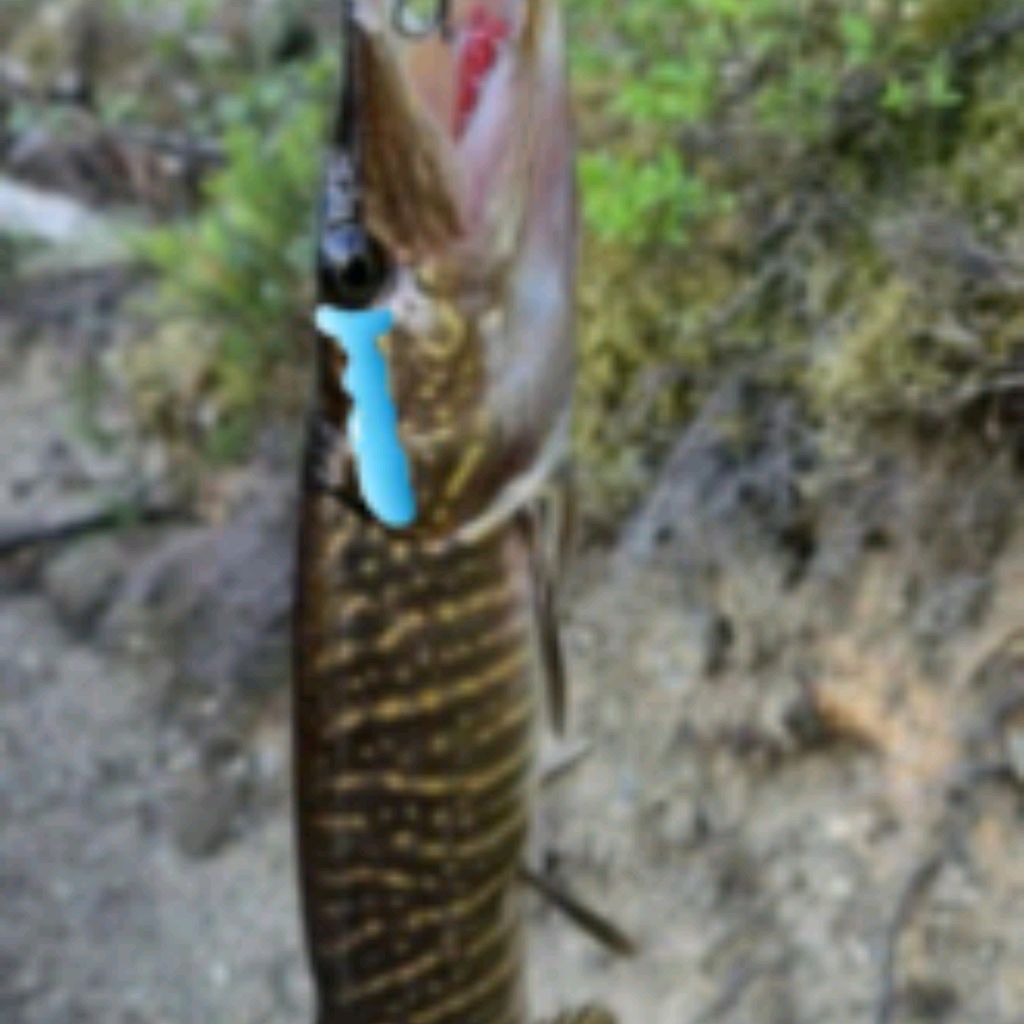 Иконка канала Щукин Сын 🎣