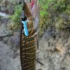 Иконка канала Щукин Сын 🎣