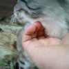 Иконка канала Егория стандия