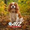 Иконка канала AVZ. Дайджест о здоровье животных