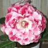 Иконка канала Глоксинии для души 🌸 (г.Заречный Свердл.обл.)