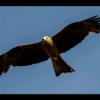 Иконка канала Коршун Гоша