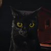 Иконка канала ✡ЗАГАДОЧНЫЙ Кот😺✡