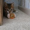 Иконка канала Котёнок Марсик😸♡
