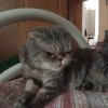 Иконка канала Даймонд PRO