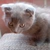 Иконка канала Василиса Берзан