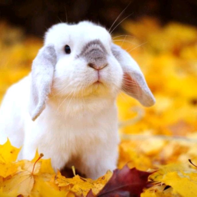 Иконка канала 🍁🍂 Businka 🍂🍁  ✓