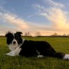 Иконка канала ⭐~|Nonsi.Dog|~⭐
