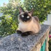 Иконка канала Сиамская кошка Тося