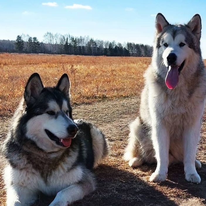 Иконка канала Daisy_and_the_baby