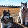 Иконка канала Daisy_and_the_baby