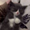Иконка канала Cat Store