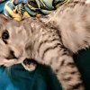 Иконка канала Толик. Играет