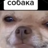 Иконка канала DIMAPL GD