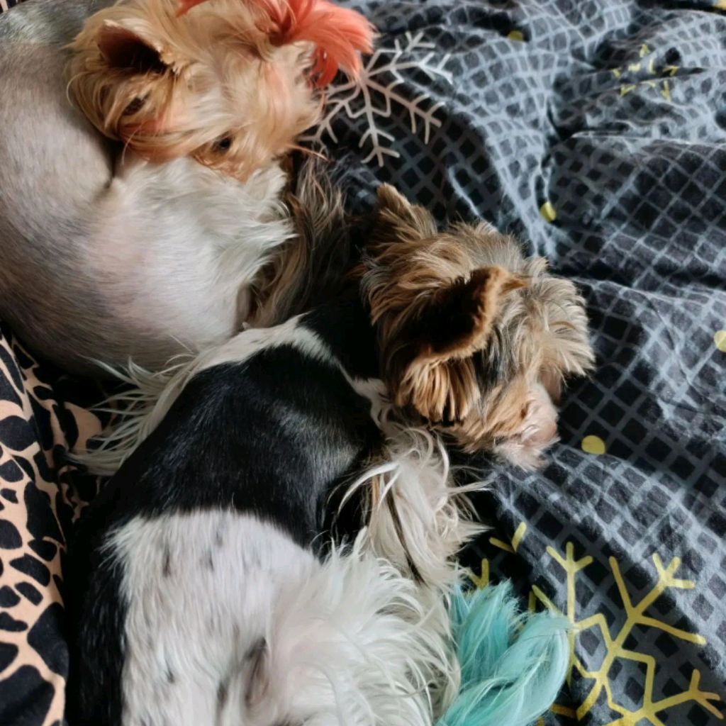 Иконка канала Макс и Джесси 🐕🐩