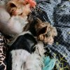 Иконка канала Макс и Джесси 🐕🐩