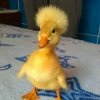 Иконка канала Коробыч