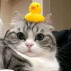 Иконка канала シ×{🫪Лотков Про Комару  🫪}×シ