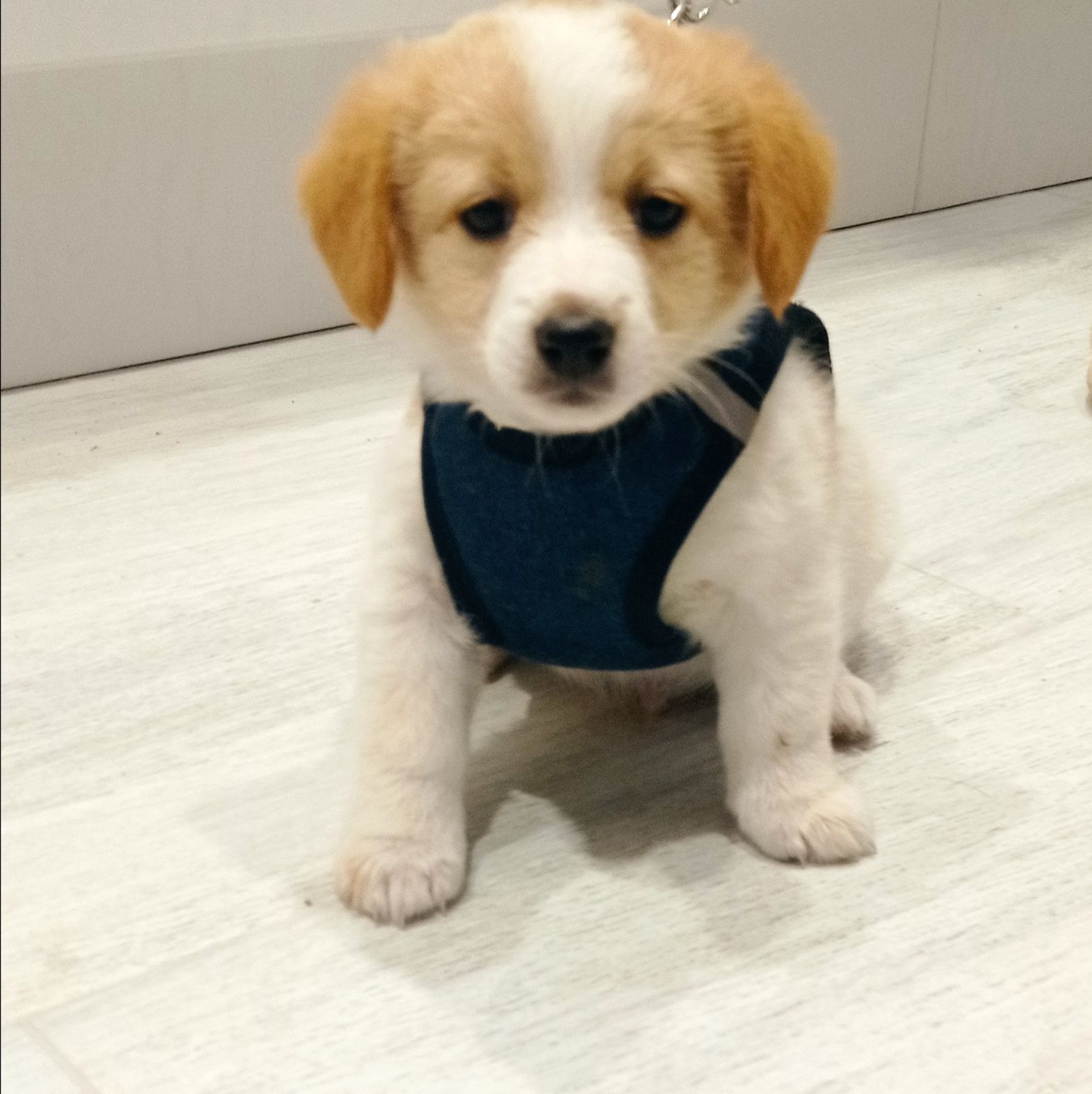 Иконка канала 🐶🐱 Мой кот Яша и Арчи 🐱🐶