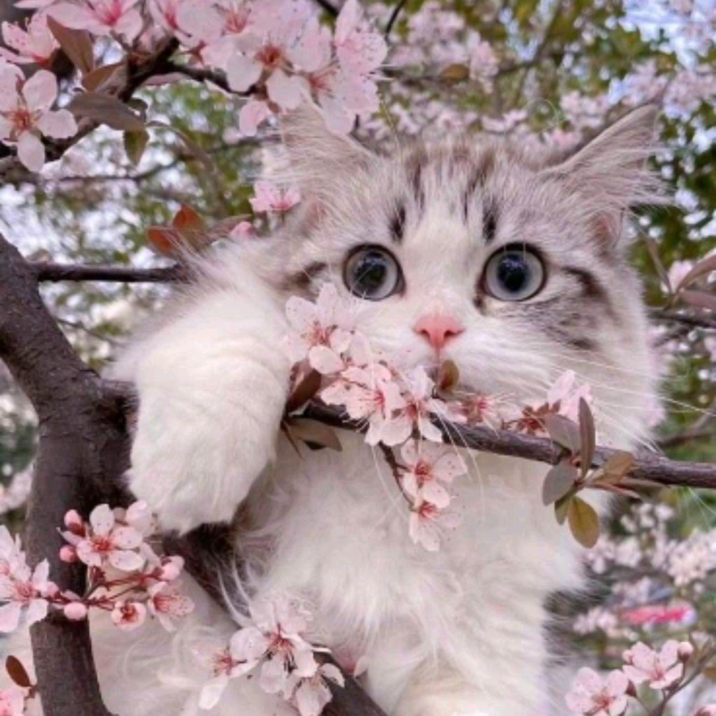 Иконка канала 🌺🪷 Wilksa🪷🌺