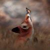 Иконка канала 🦊--|~^^=FOX=^^~|--🦊
