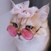 Иконка канала Смешные и милые коты