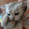 Иконка канала УтёнокУлик