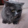 Иконка канала Zверь